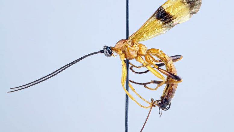 Scientists Discover 16 Strange New Species of of Parasitoid Wasp in Vietnam