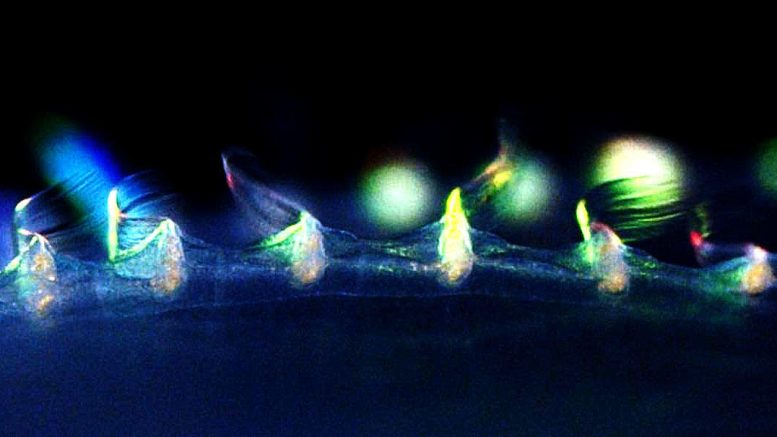 Stunning Diversity of Comb Jellies Revealed Through Genetic Probes