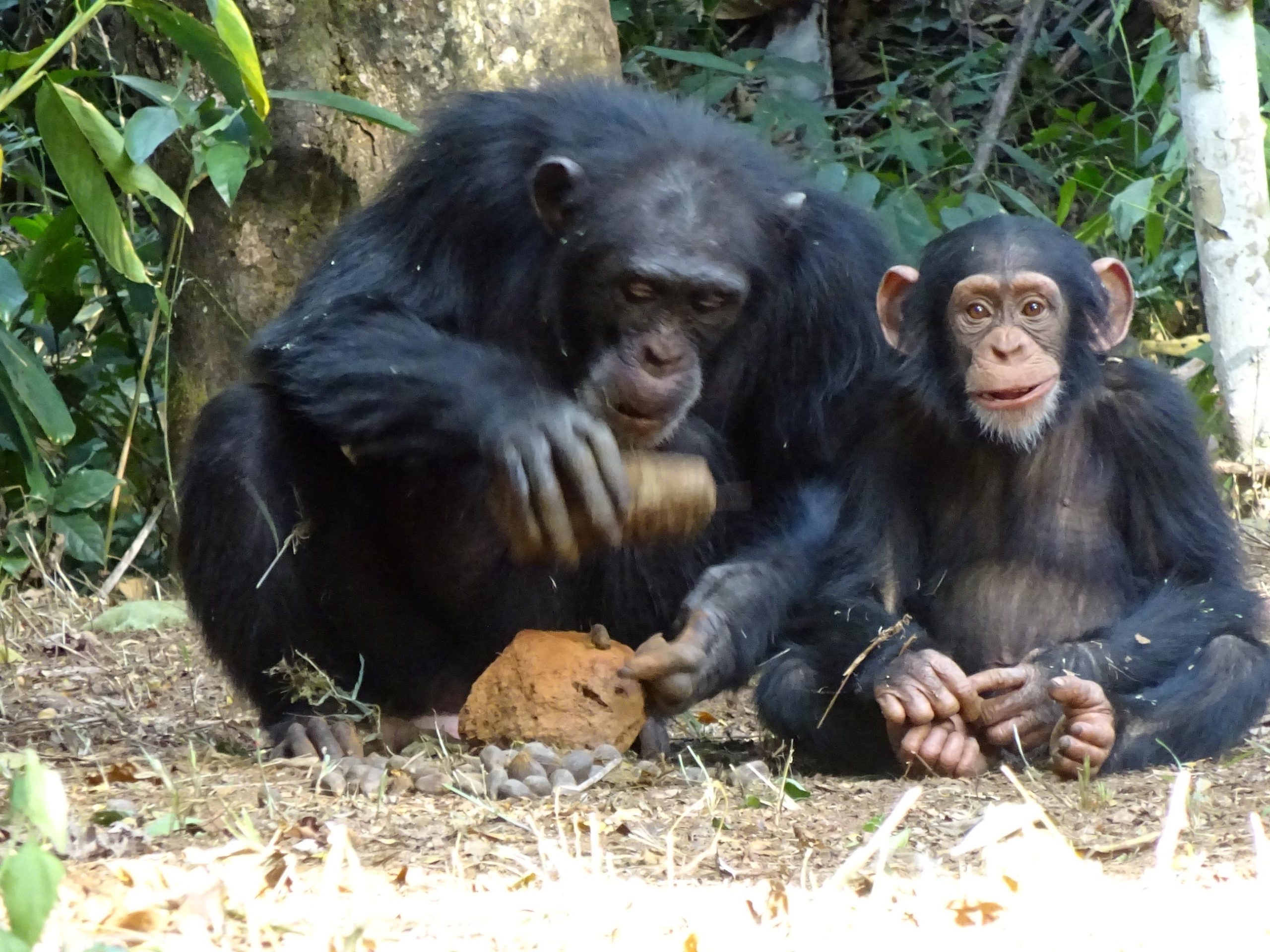 Chimpanzees Crack the Code to Human Evolution