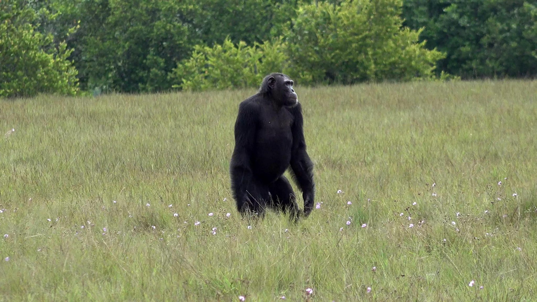 First Lethal Attacks by Chimpanzees on Gorillas Observed in the Wild