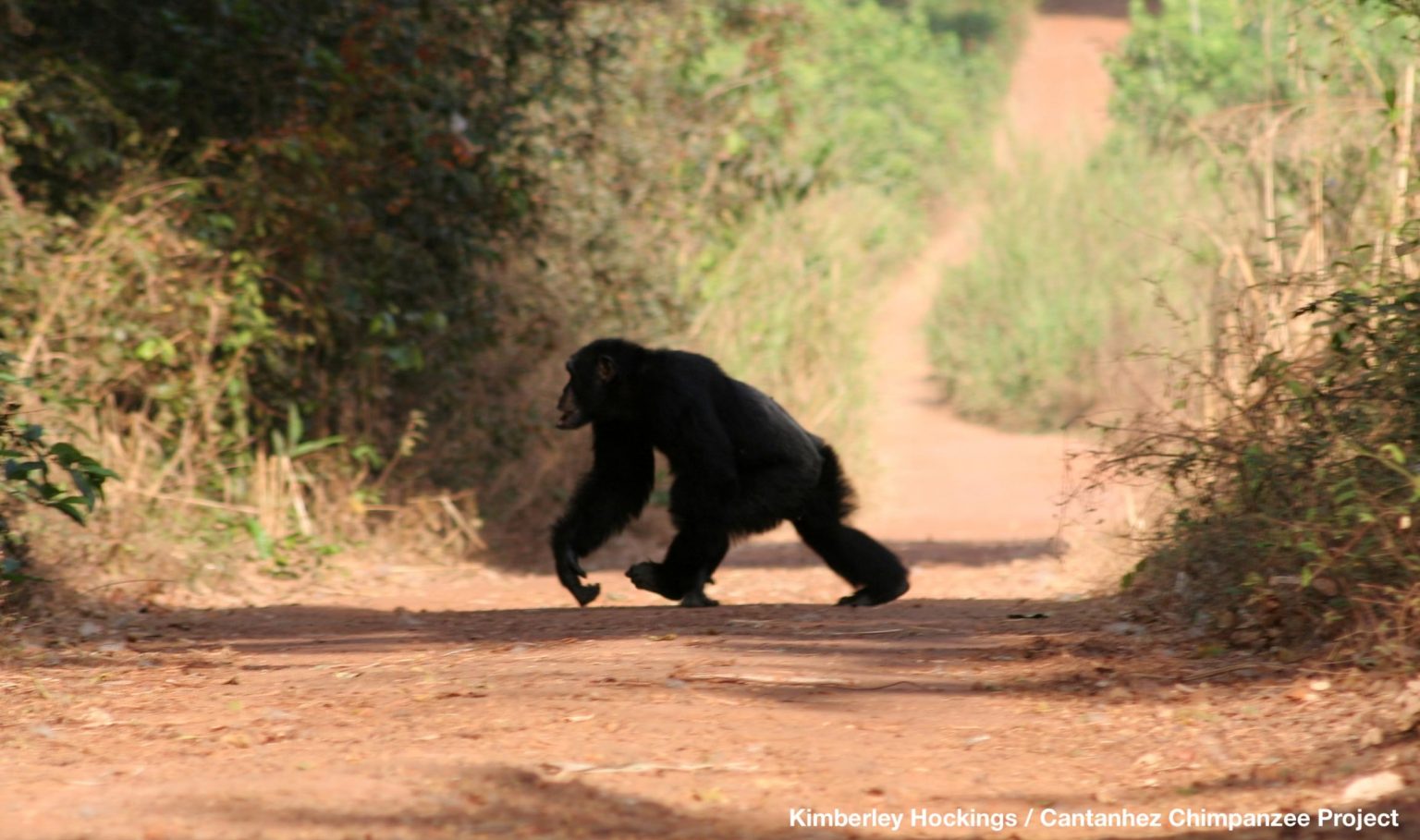 Western Chimpanzees – a Critically Endangered Species – Share ...