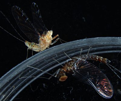 Unveiling the Dawn of Complex Life: How a Simple Creature Set the Stage ...