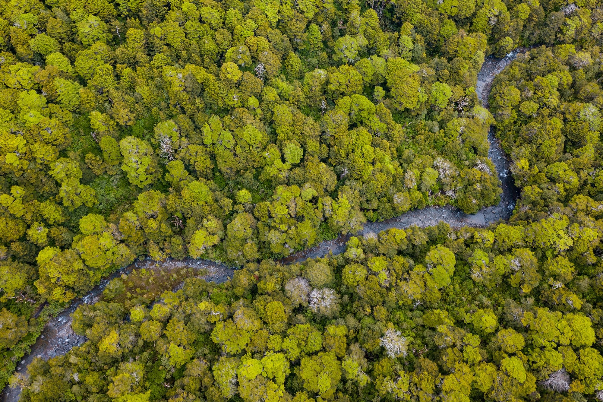 Changing Vegetation a Key Driver of Global Temperatures Over Last ...