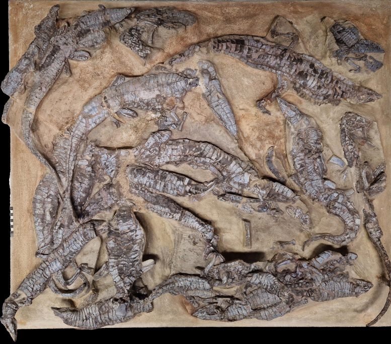 252-Million-Year-Old Fossils Reveal Secrets of Triassic Life