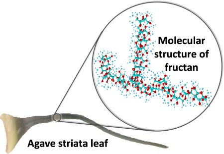 Scientists Crack the Agave Code to Drought Survival