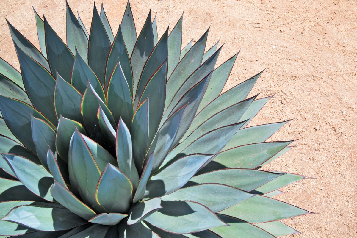 Scientists Crack the Agave Code to Drought Survival