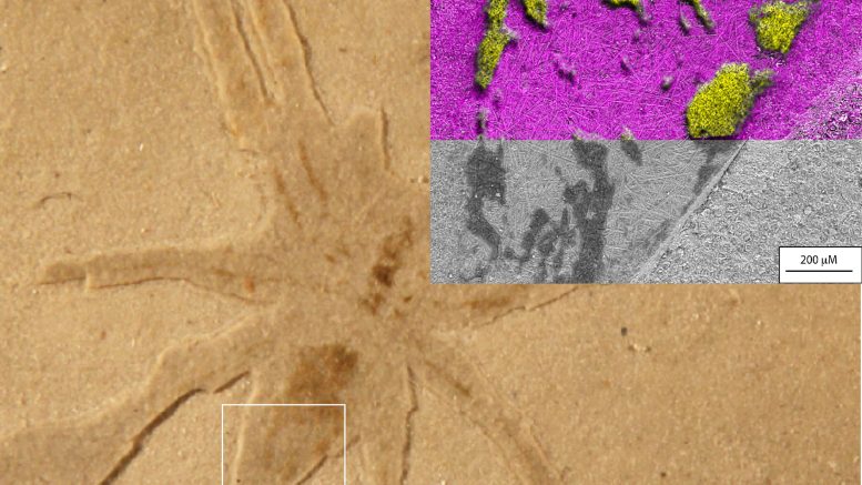 Scientists Discover That Extremely Rare Collection of 160-Million-Year ...