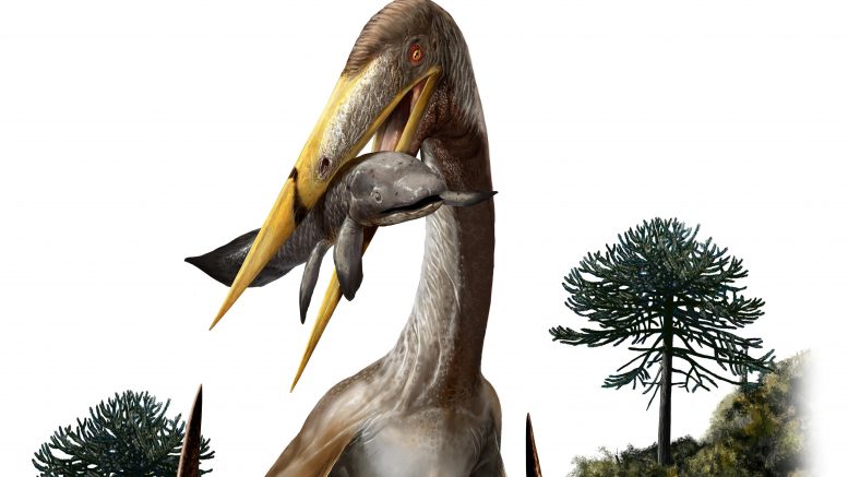 Pterosaur Rhamphorhynchus Being Eaten by Ganoid Fish Aspidorhynchus ...