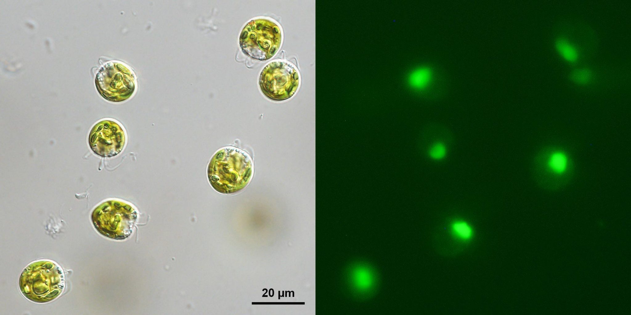 Littlest Shop of Horrors: Hungry Green Algae Prefer to Eat Bacteria Alive