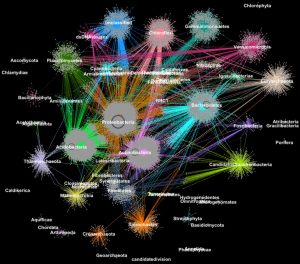 Game Changer: Markov Clustering Algorithm for Large-Scale Networks
