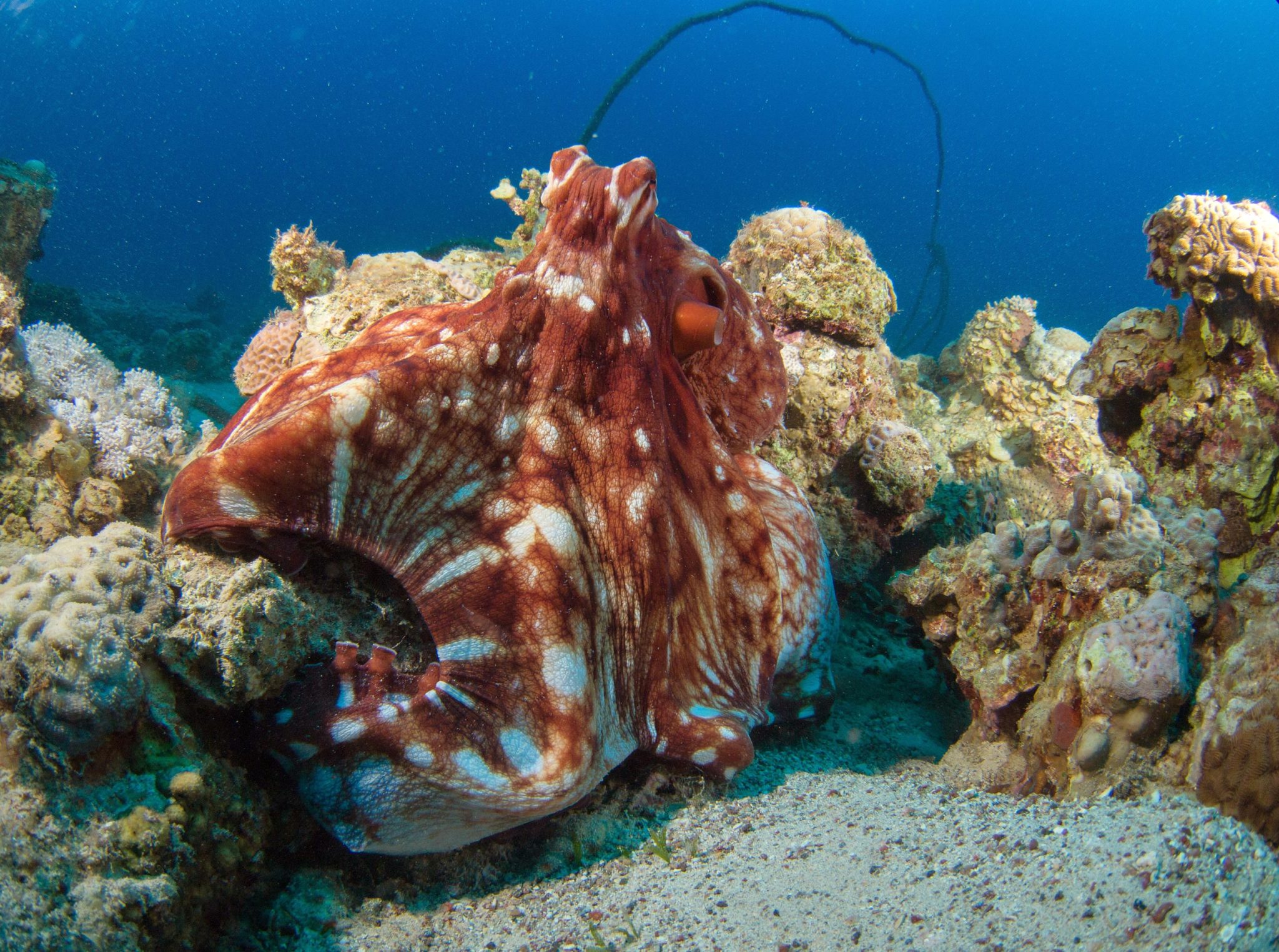 Highly Intelligent: What Octopus and Human Brains Have in Common