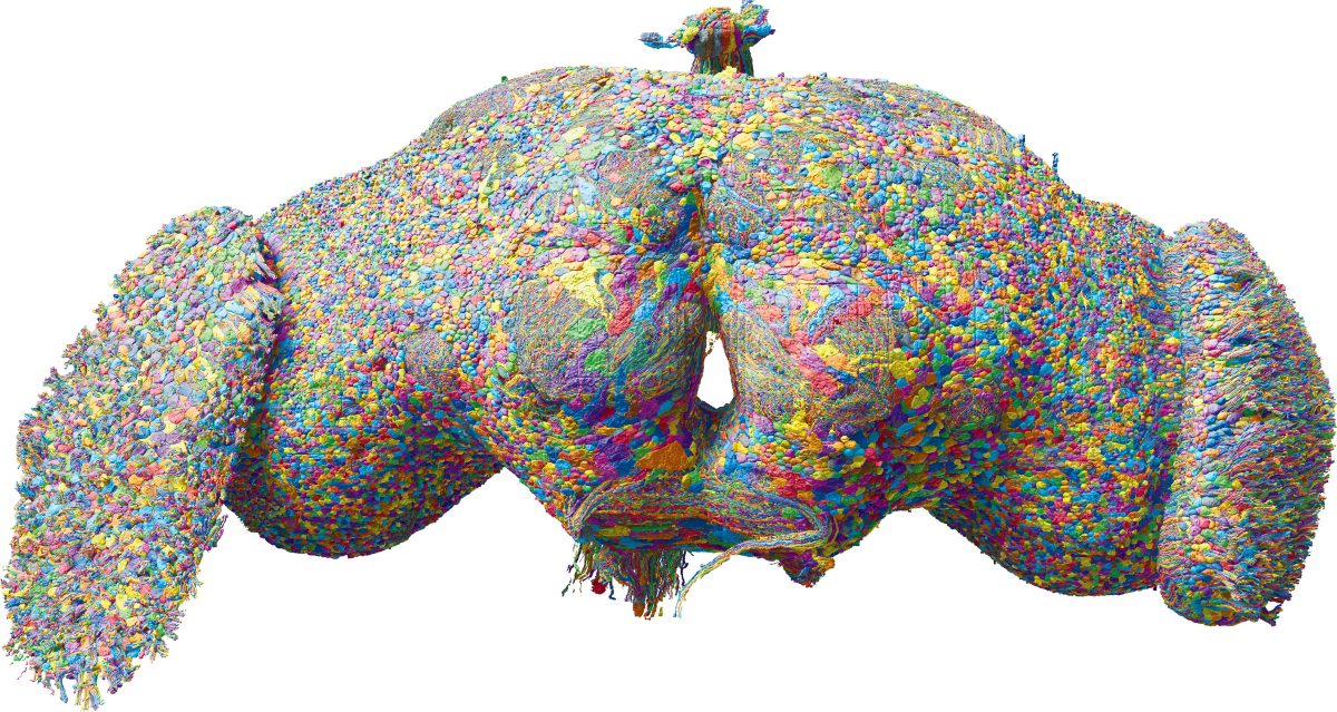 Inside the Fruit Fly’s Brain: A Stunning Journey Through 139,255 Neurons