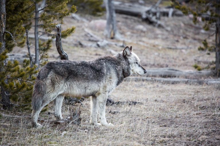 The Gray Wolf Effect: How Predator Loss Is Rewriting America’s Ecosystems