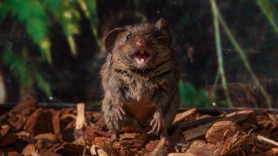 Singing Mice Unlock the Mysteries of Brain Time Perception