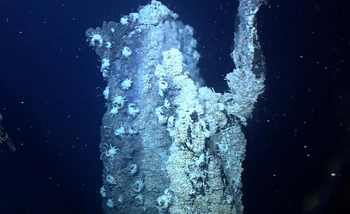 The Bright Yellow Worm That Survives by Turning Poison Into “Gold”