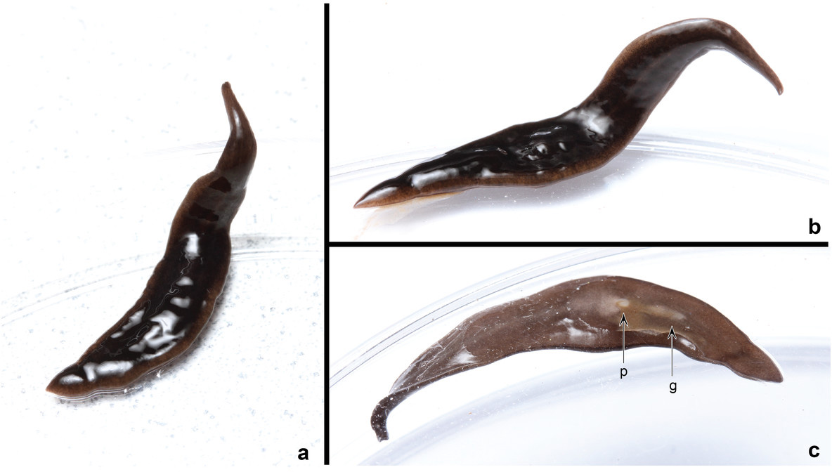 Quickly Spreading: Scientists Discover Mysterious New Flatworm in the ...