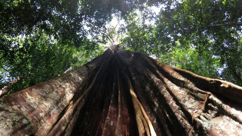 Scientists Unravel How and Why Amazon Trees Die & Why Tree Mortality Is ...