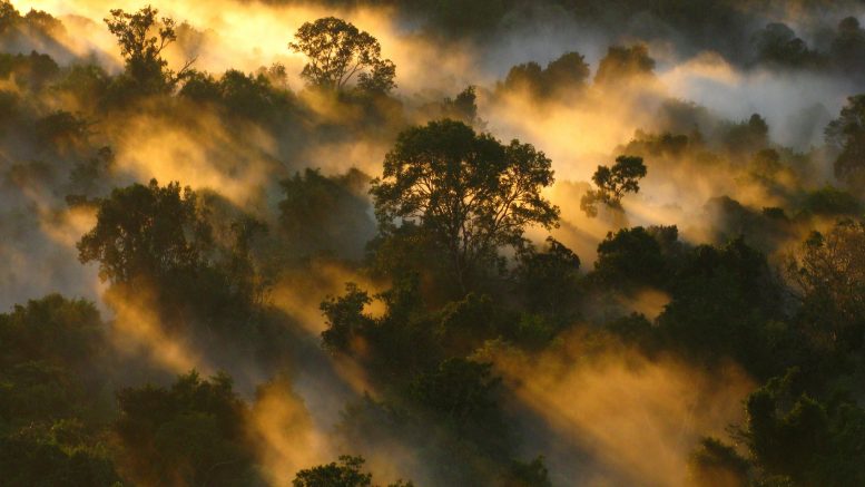 Cloud Forest Trees Depend on Fog