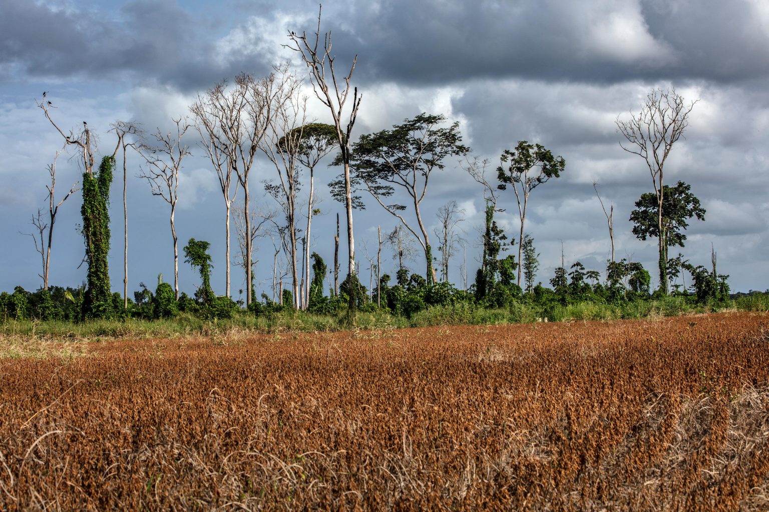 The Amazon in Crisis: New Study Reveals Alarming Extent of Human Impact
