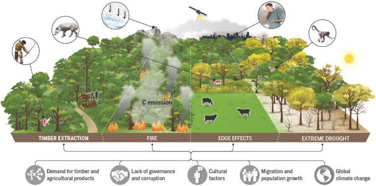 The Amazon in Crisis: New Study Reveals Alarming Extent of Human Impact