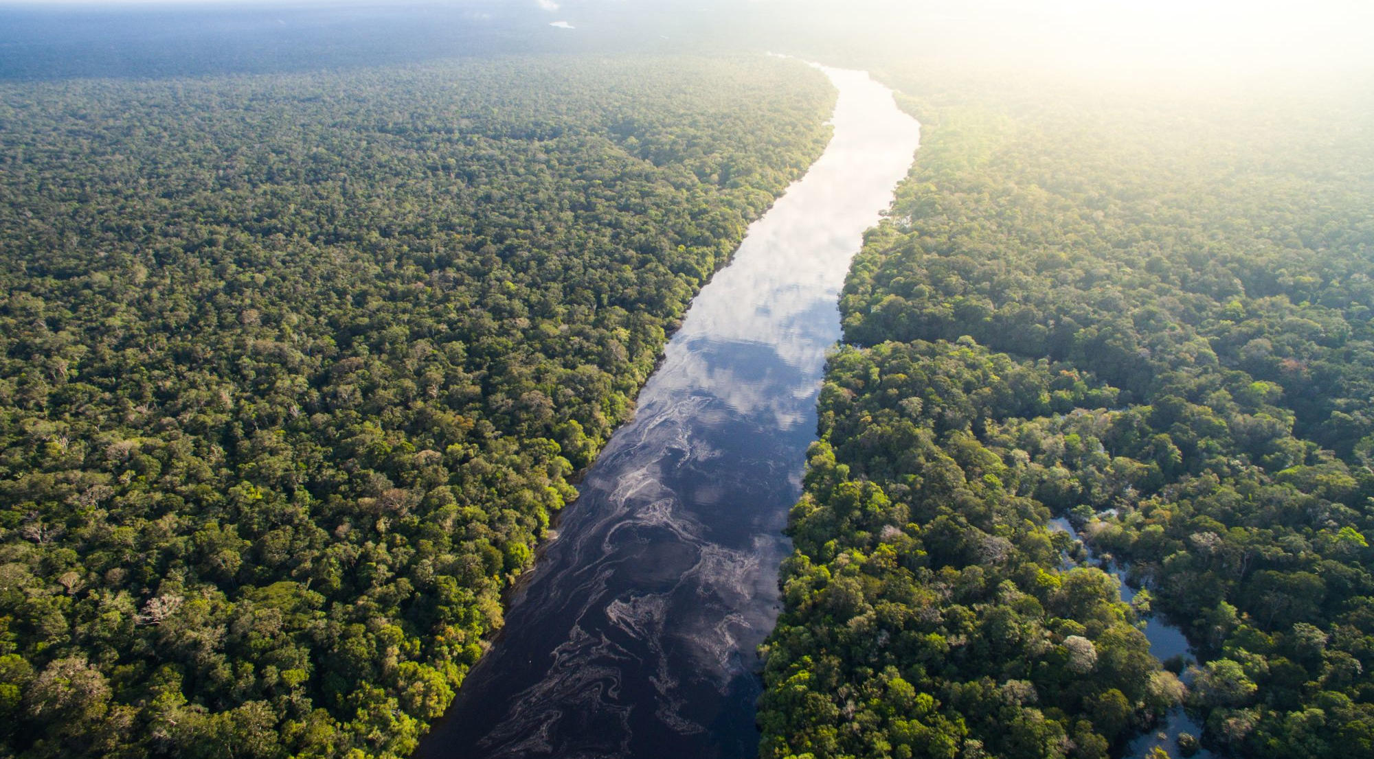 Amazonian Alarm: Key Rainforest Regions Face “Savannization”