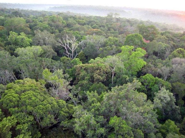 Greater Evolutionary Diversity in Amazon Is Associated With More Forest ...