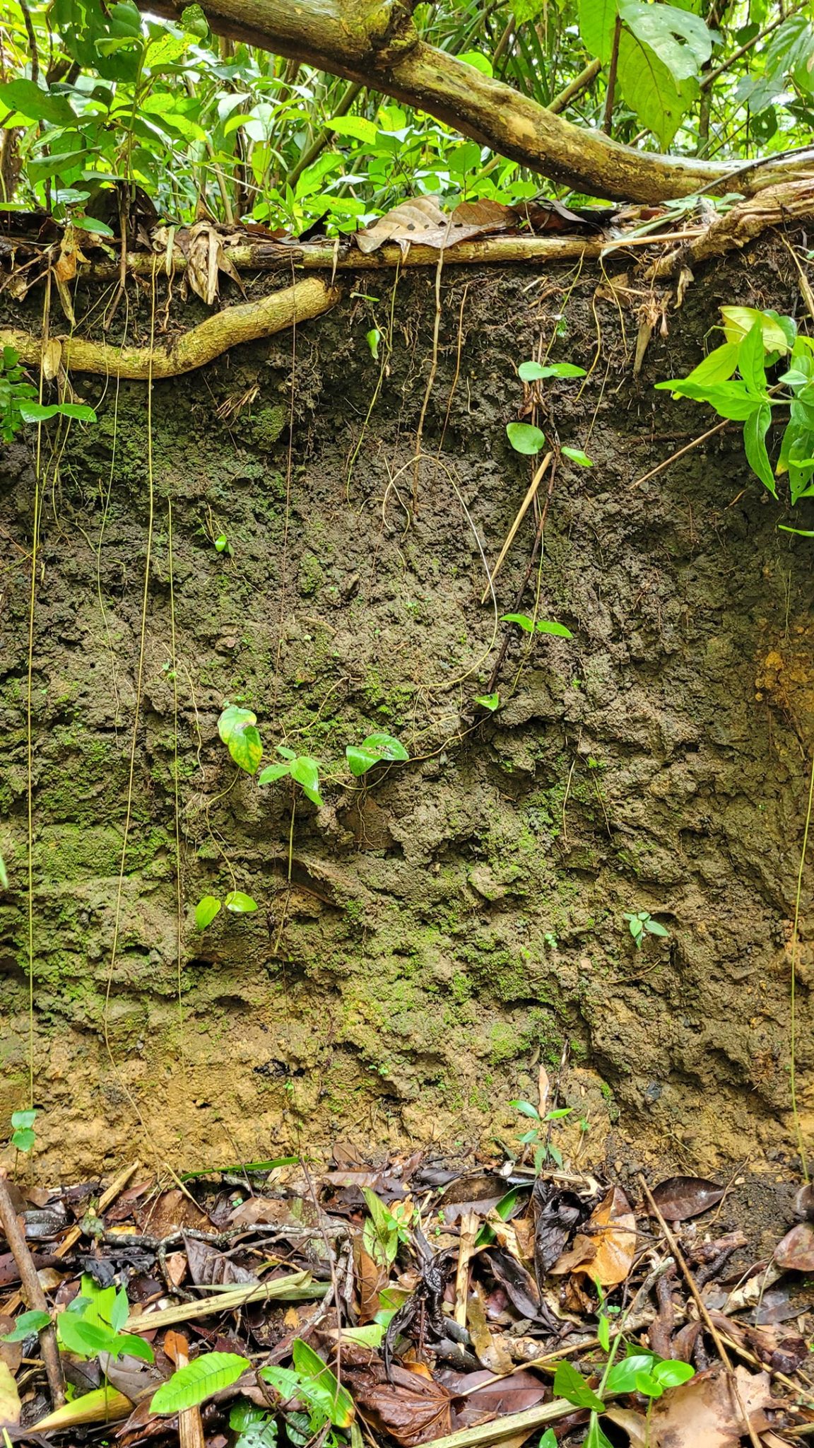Unearthing the Amazon’s Dark Secret: How Ancient Soil Can Boost Forest ...