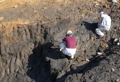 Solving a Paleontological Puzzle: Why Do We Find So Much Amber in ...