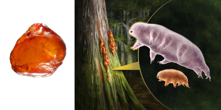 Unlocking the Secrets of Earth’s Most Resilient Creatures: New Fossils ...