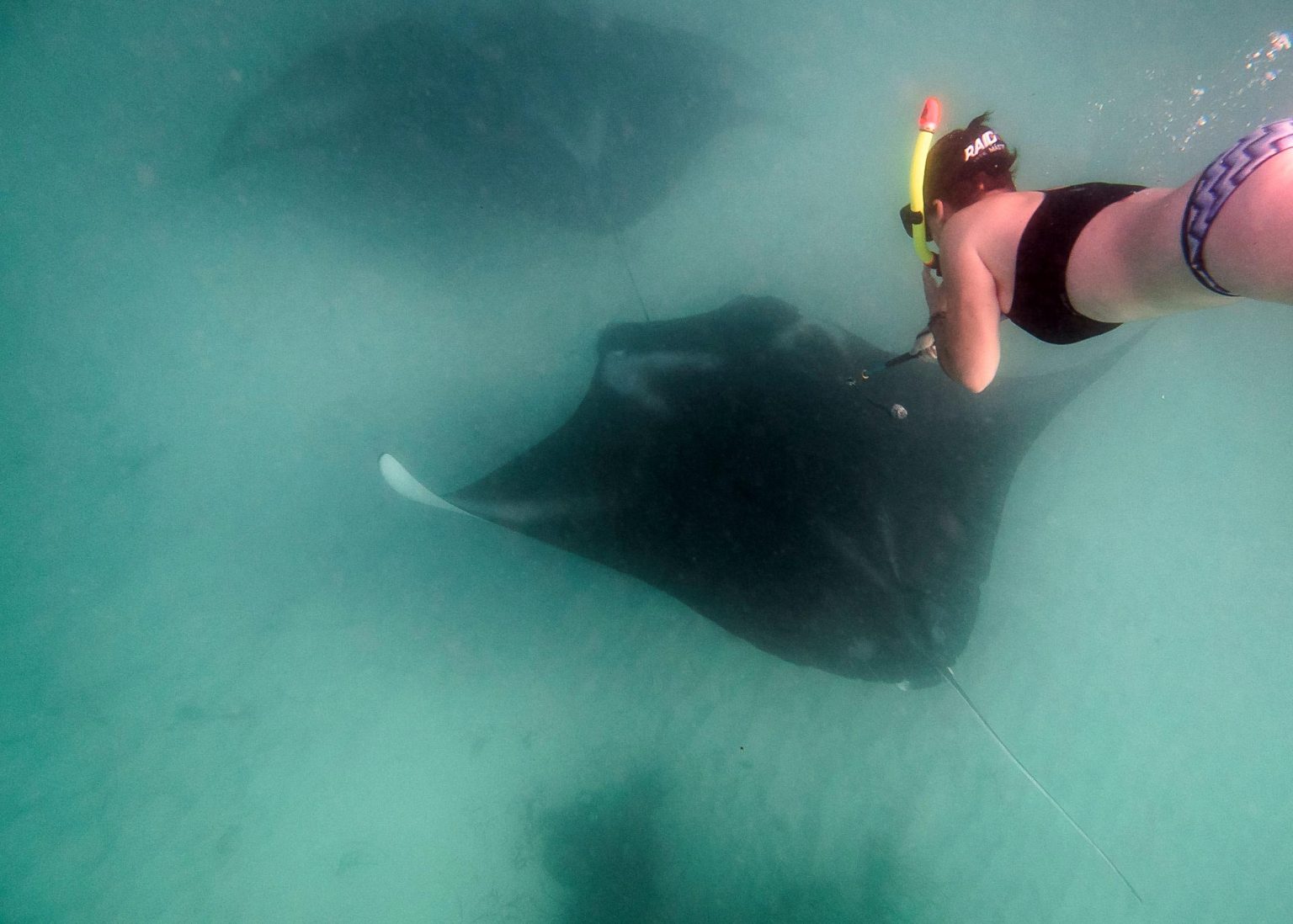 Satellite Tracking Reveals Reef Manta Rays Make Long-Term Use of Marine ...