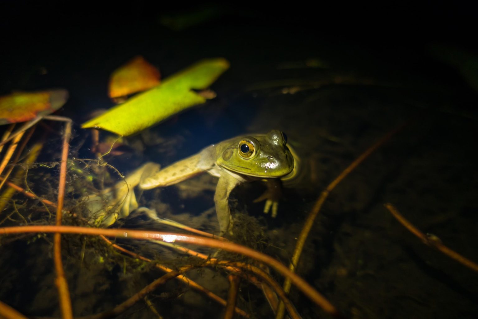 Native Turtles Make a Triumphant Return to Yosemite After Bullfrog Removal