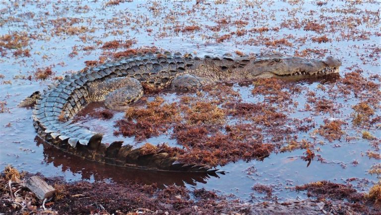 Genetic Evolution and the Ice Age: What Crocodile DNA Reveals