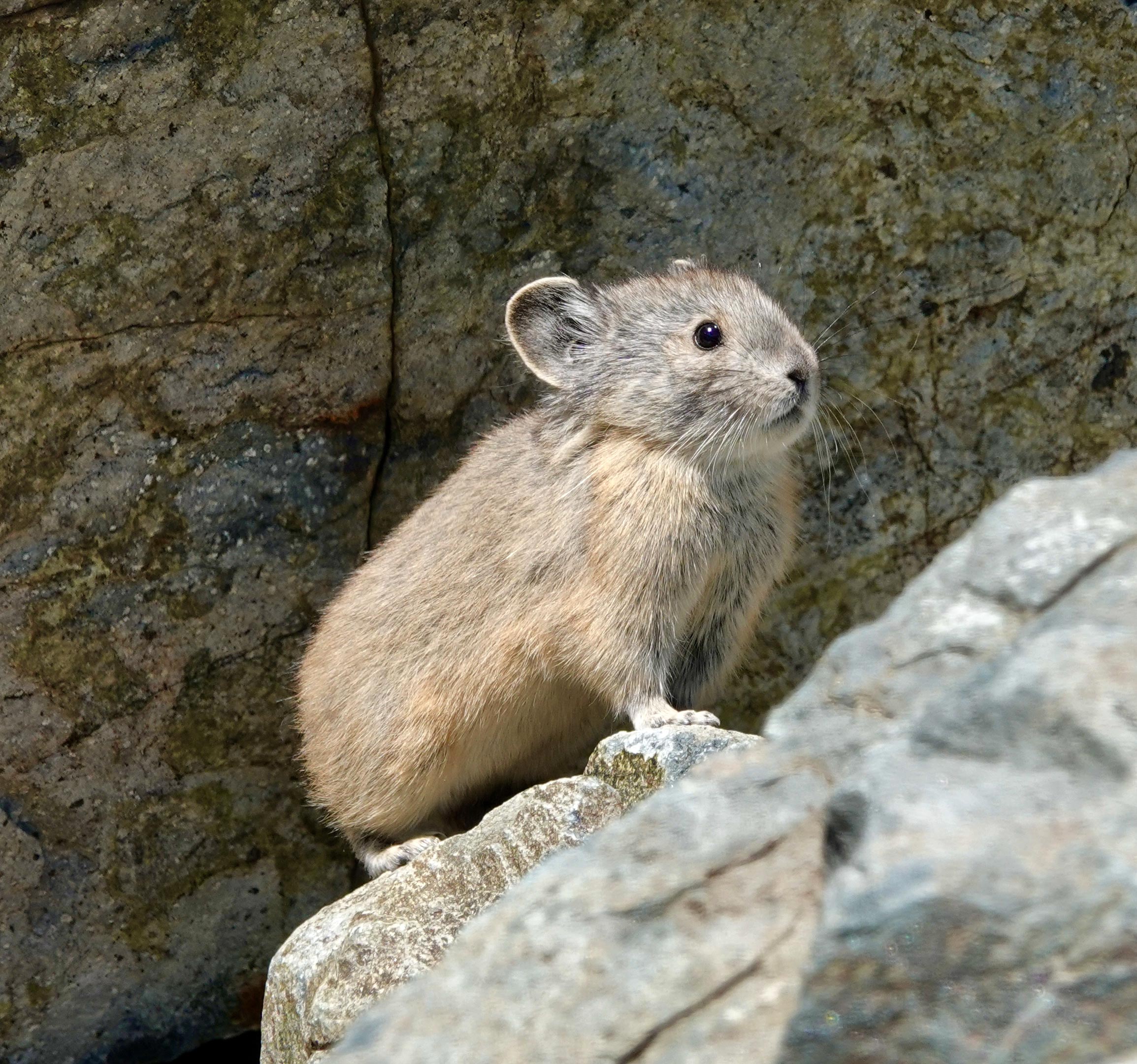 American Pikas Far More Resilient In The Face Of Global Warming Than American Pikas Far More Resilient In The Face Of Global Warming Than
