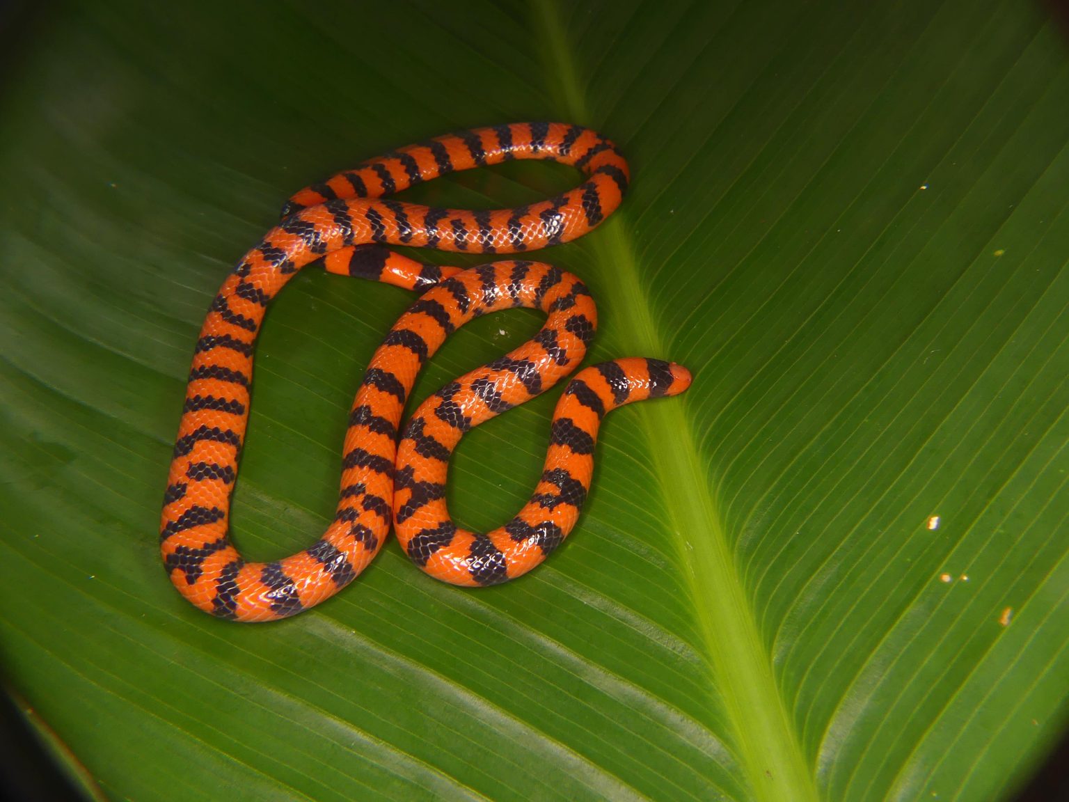 Snakes Diversified Explosively After Mass Extinction Where Dinosaurs ...