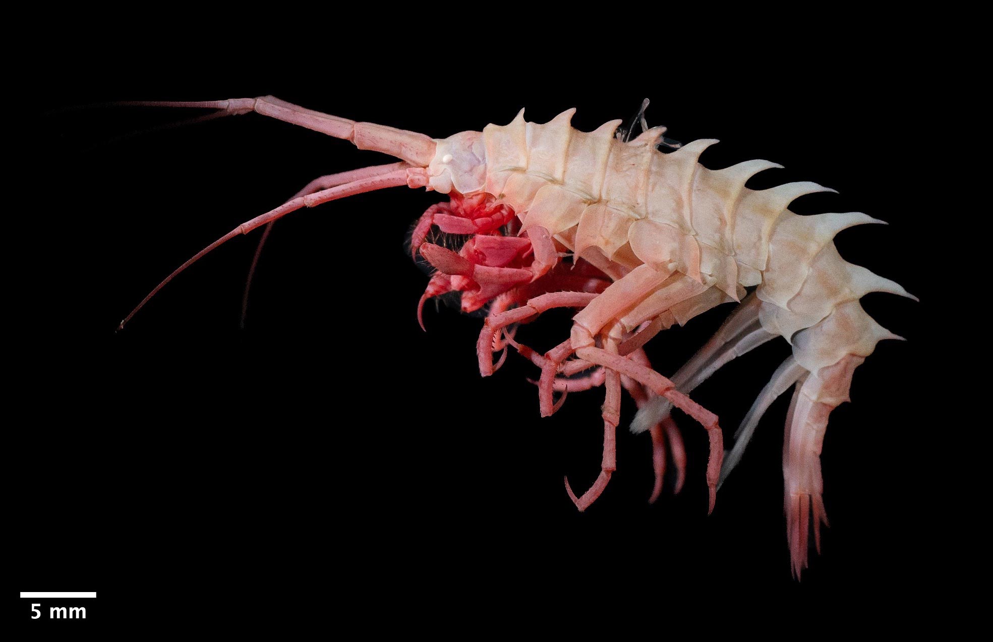 Beneath the Ice: The Arctic’s Hidden Riches and Fragile Ecosystem