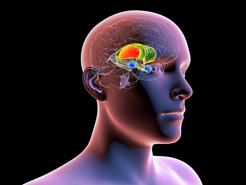 Neuroscientists Discover Why the Memory of Fear Is Seared Into Our Brains