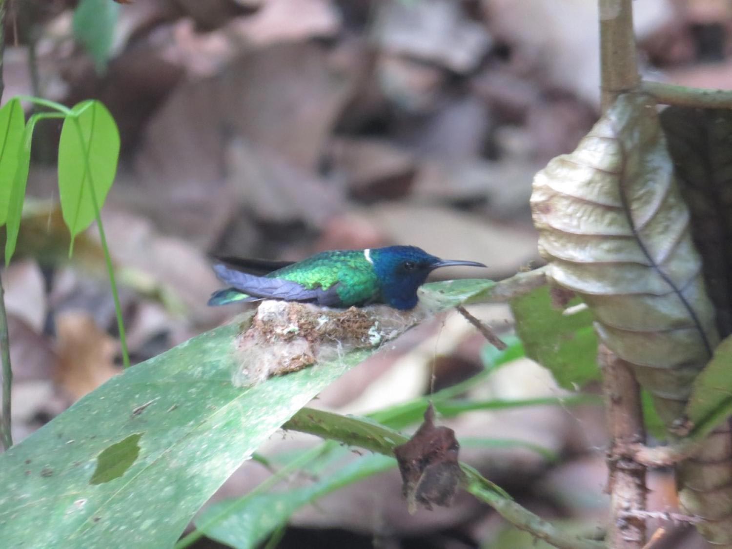 Scientists Stunned by Bird That Pretends To Be a Toxic Caterpillar