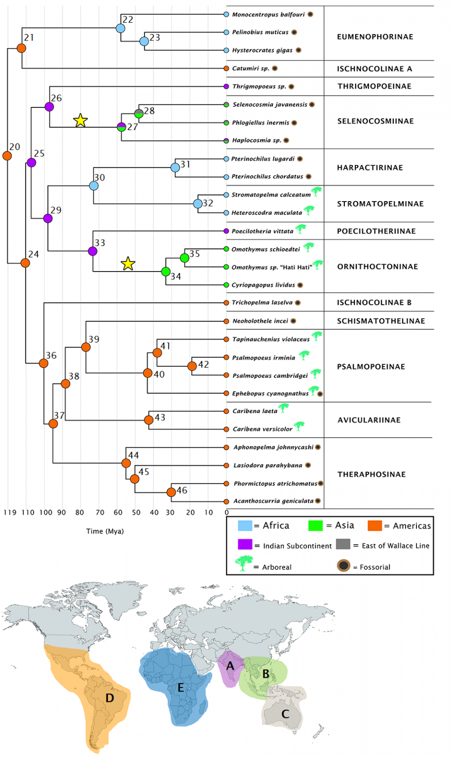 Tarantula’s Pervasiveness Traced Back to the Cretaceous Period