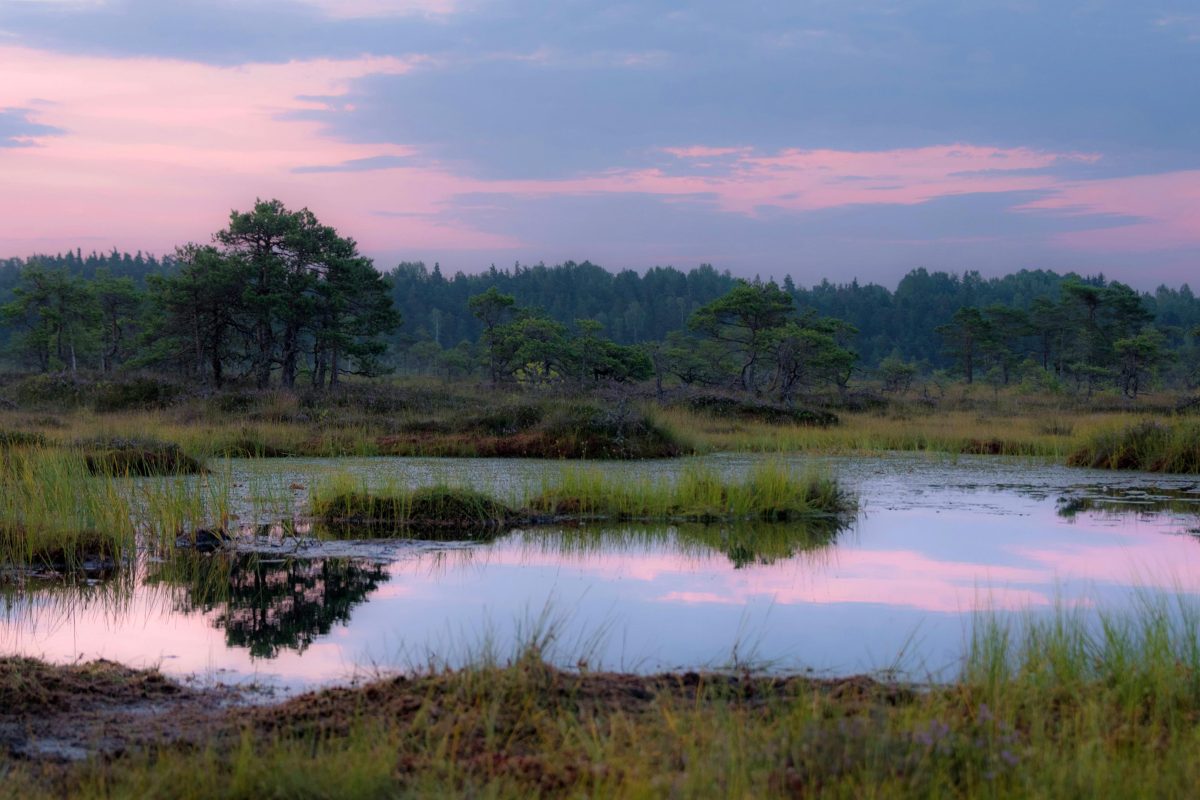 Earth’s Largest Natural Carbon Sink Is Being Thrown Off Balance, and ...
