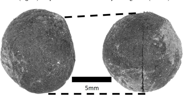 Discovery of 2,300-Year-Old Ancient Crops Challenges Modern Views on ...