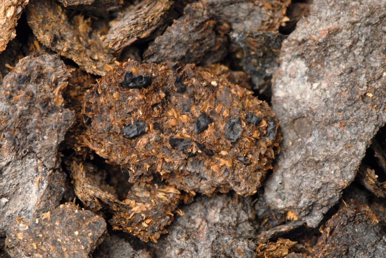 Ancient Poop Shows People in Austria Drank Beer and Ate Blue Cheese ...