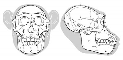 Reconstructing Human Ancestors: Soft Tissue Measurements Critical to ...