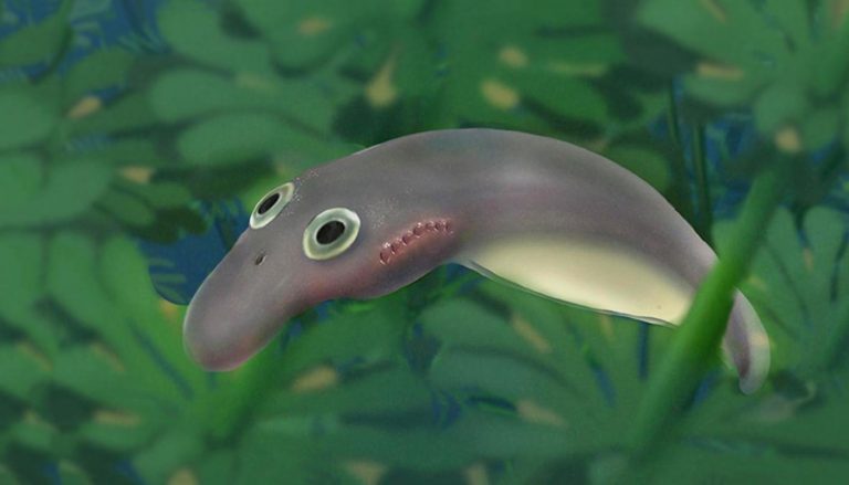 Newly Discovered Fossils of Fish From Multiple Life Stages May “Rewrite ...