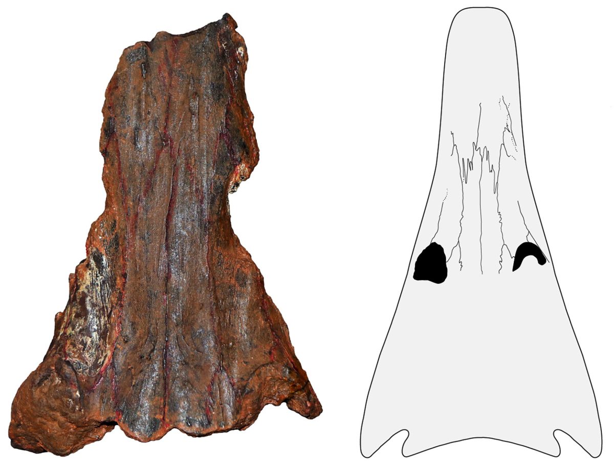 After Earth’s Greatest Extinction, These Sea Monsters Conquered the Oceans