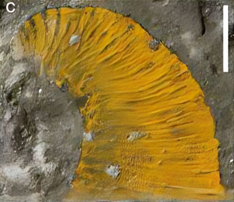 Scientists Have Discovered the Remains of Two 455 Million-Year-Old Worms