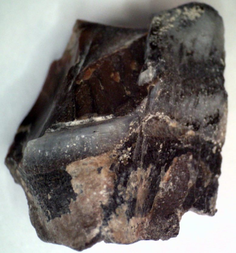 20-Million-Year-Old Rhino Fossil Rewrites Evolutionary History