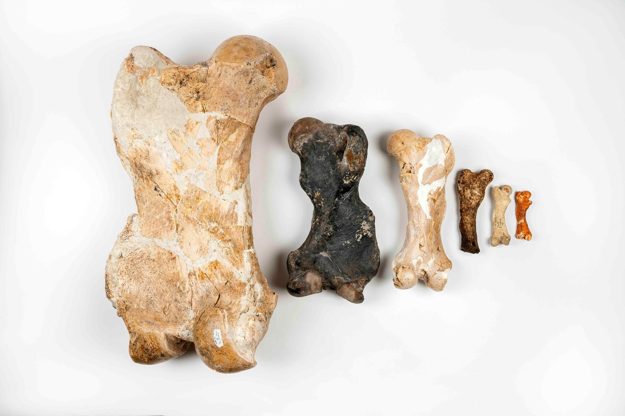 They Were 8,000-Pound Sloths With Claws and Armor – Then Humans Showed Up