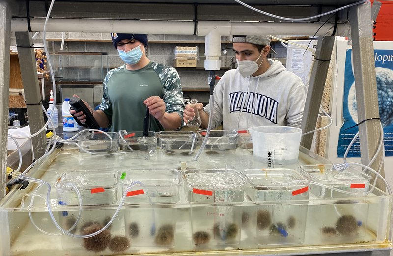 The Consequences of Climate Change: Sea Urchins Struggle To Hold On