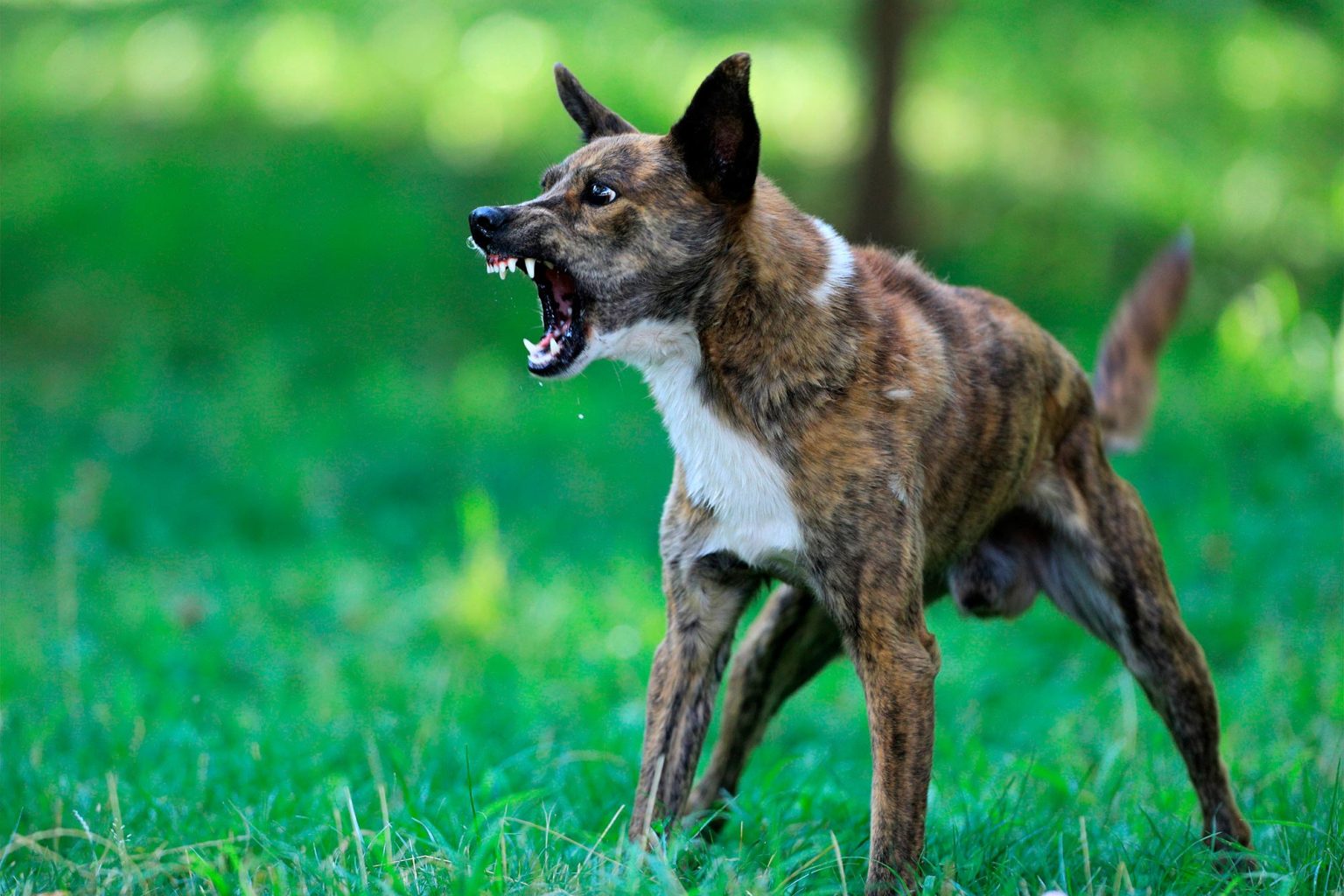 The Science Behind the Scream: Why We Love To Be Scared