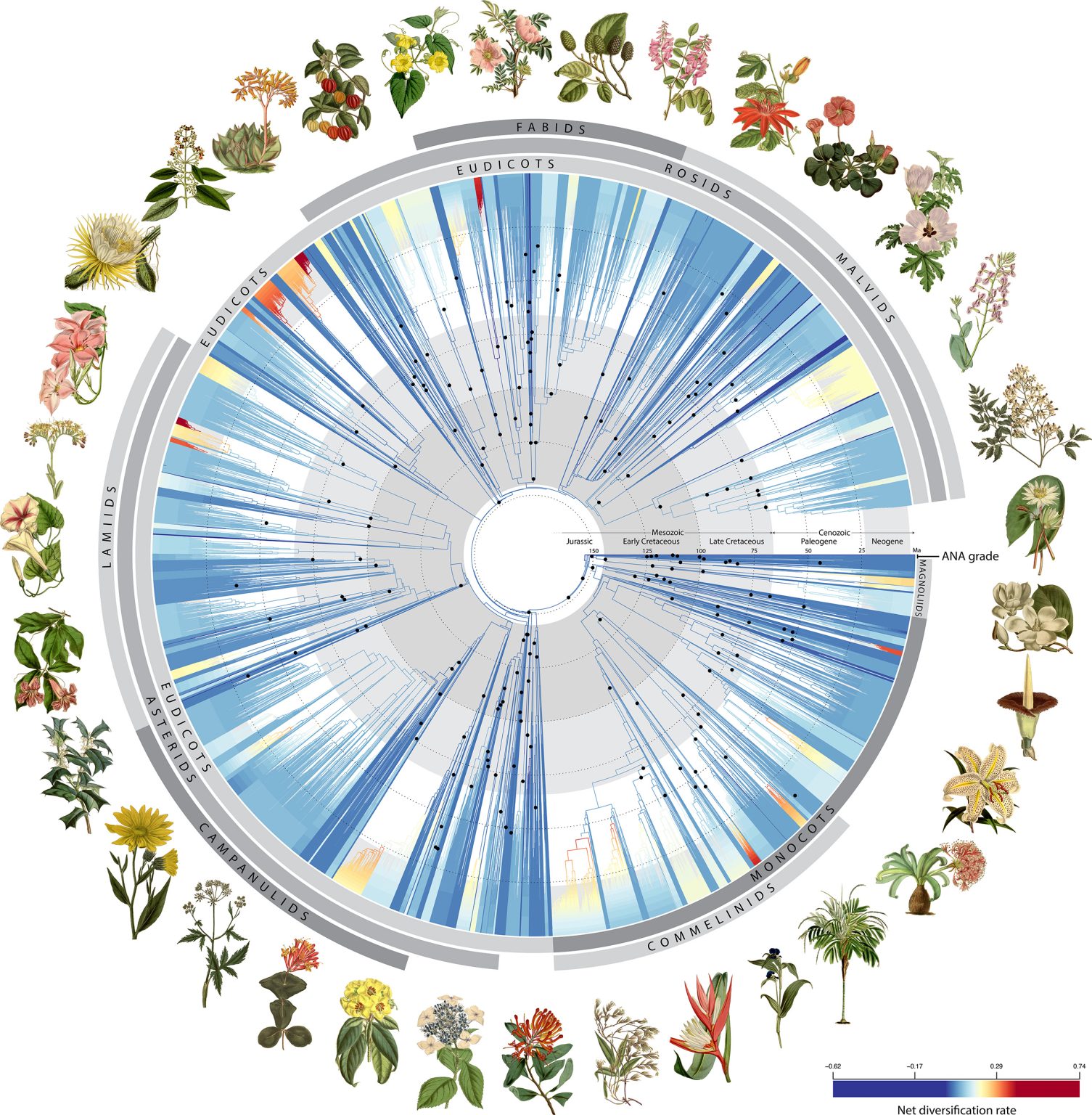 Biologists Construct Groundbreaking Tree of Life Using 1.8 Billion ...